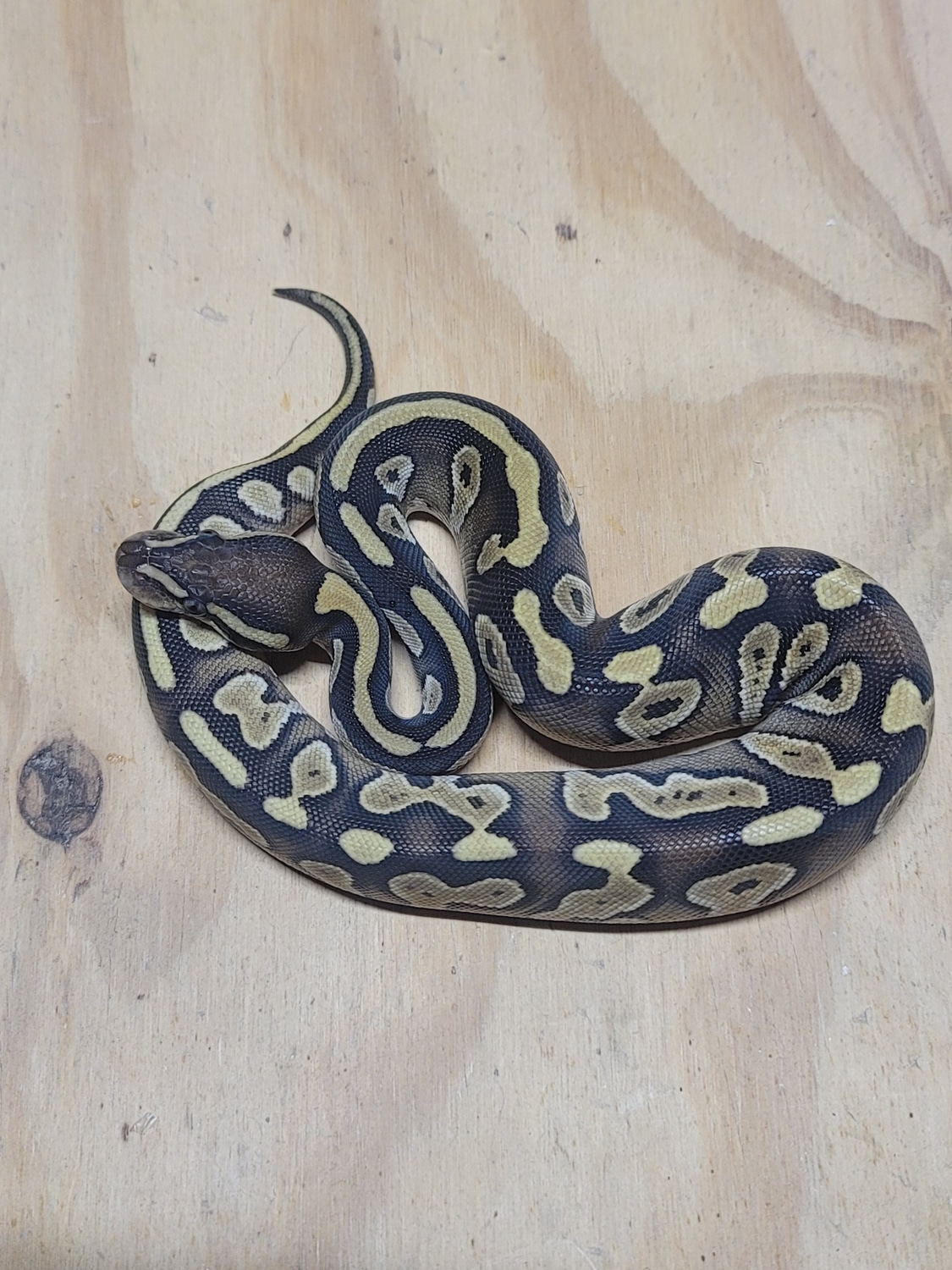 Black Pastel Mojave 100% Het Pied Ball Python by Jdi Pythons Llc ...
