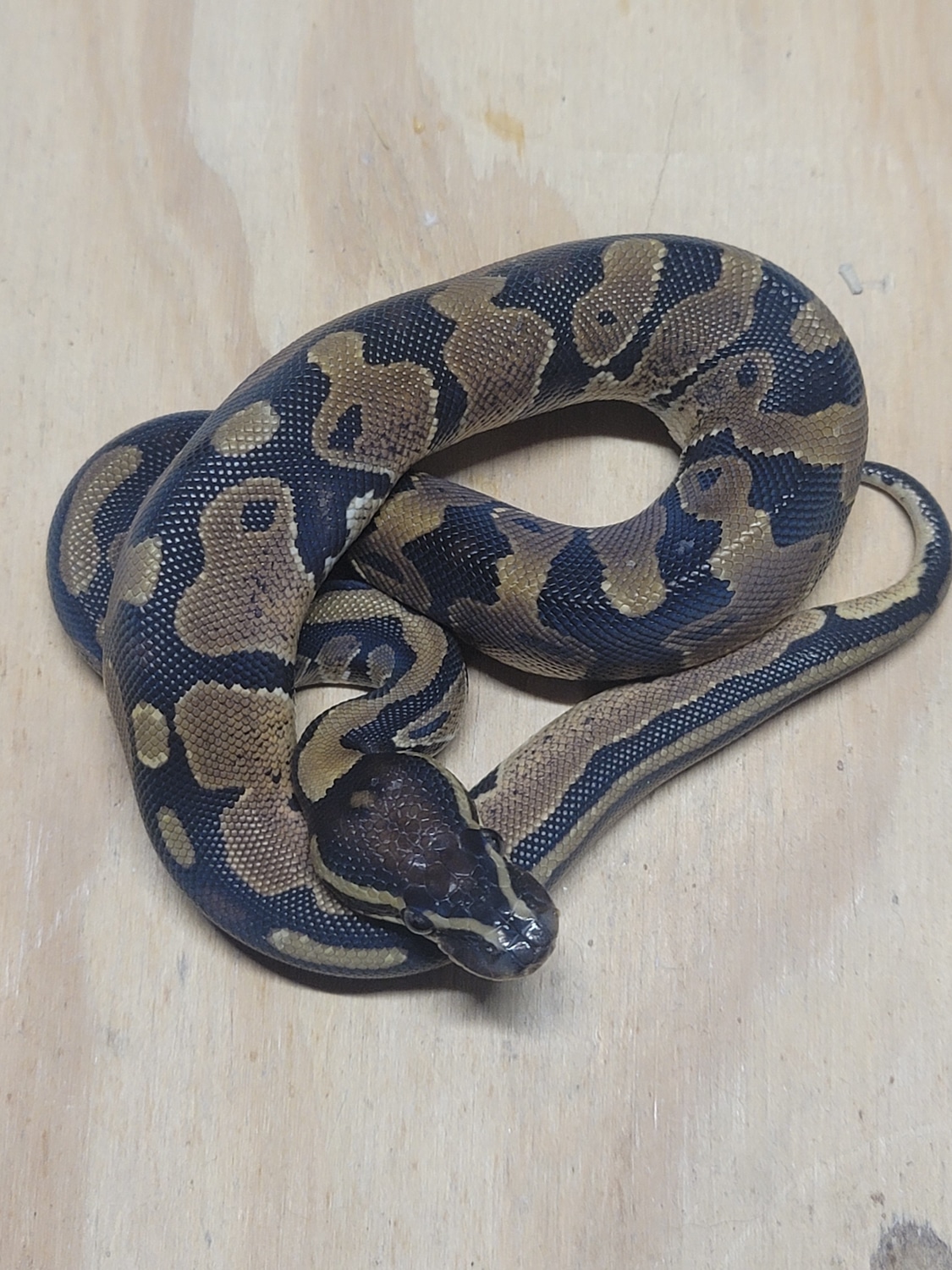 100% Het Pied Ball Python by Jdi Pythons Llc - MorphMarket