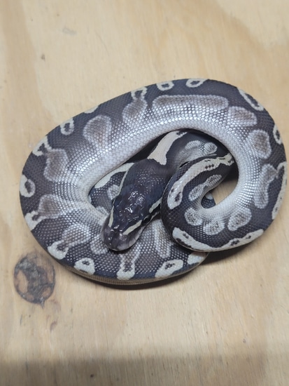 Super Ghi Lesser Ajax Ball Python By Jdi Pythons Llc 