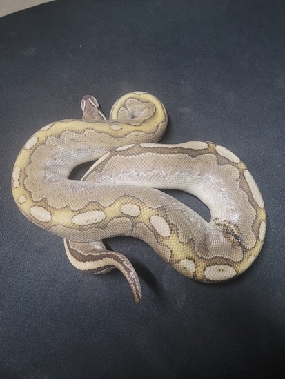 Bamboo Ball Python by Jdi Pythons Llc