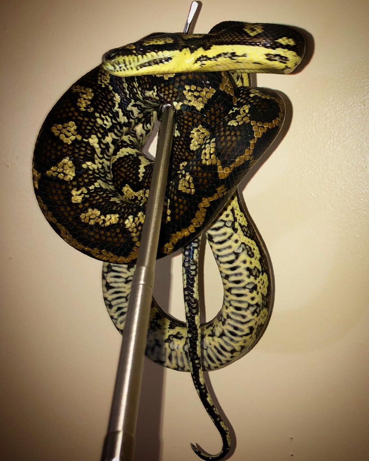 Coastal Carpet Python by J.L. Exotics - MorphMarket