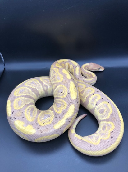 Banana Black Pastel Ball Python by J.L. Exotics