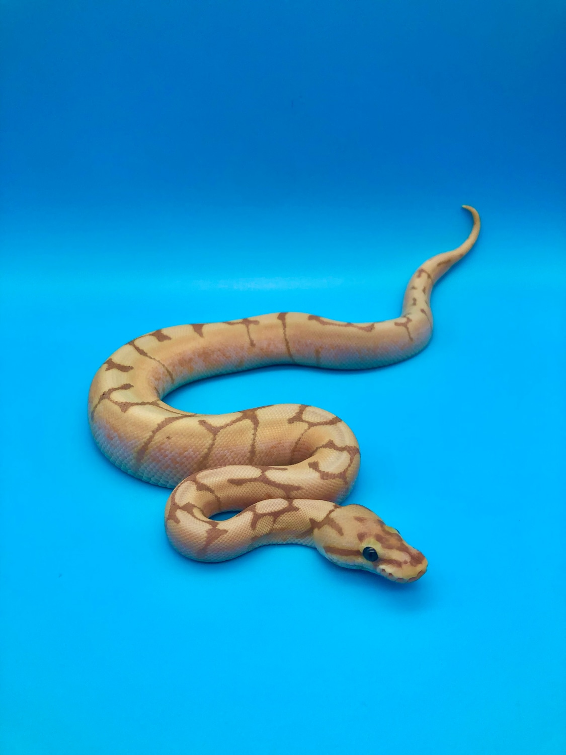 Banana Enchi Spider Het Pied Ball Python by J.L. Exotics - MorphMarket