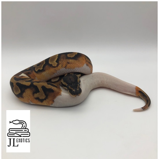 Pied Ball Python by J.L. Exotics