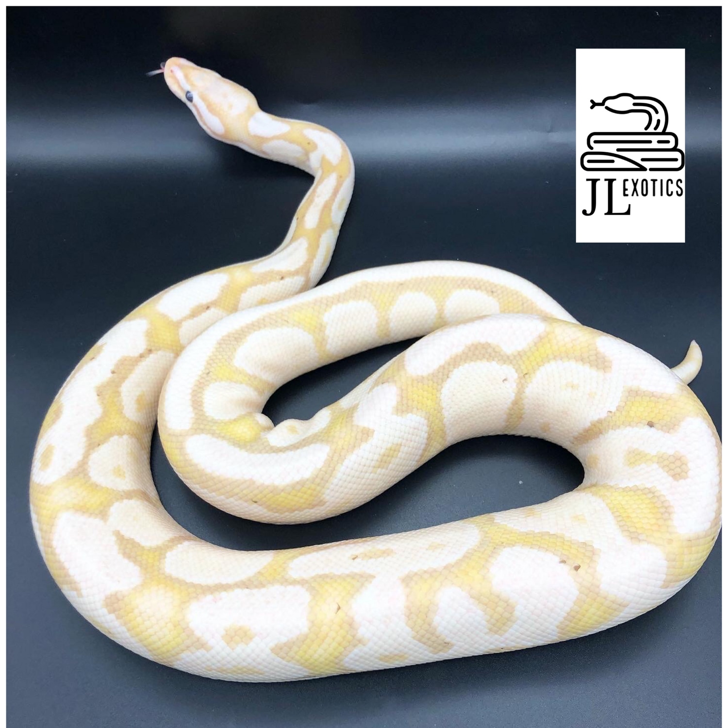 33% OFF! Banana Fire VPI Axanthic (Female Maker) Ball Python by J.L ...