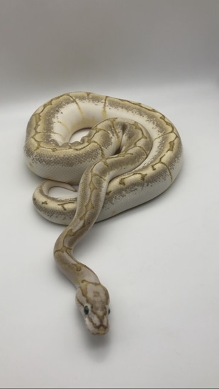 Bamboo Het Pied Ball Python by J.L. Exotics