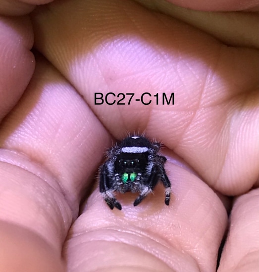Male P. Regius (Regal Jumping Spider) BC17-C1M by Grassy Knoll Jumpers