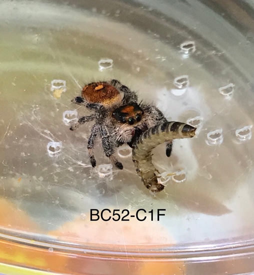 Orange Female P. Regius (Regal Jumping Spider) BC52-C1F by Grassy Knoll ...
