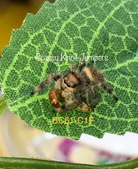 Peach Colored Female P. Regius (Regal) Jumping Spider BC61-C1F by ...
