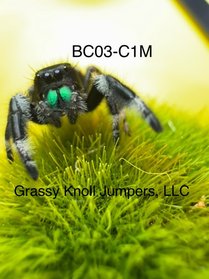 Male P. Regius (Regal) Jumping Spider BC03-C1M by Grassy Knoll Jumpers