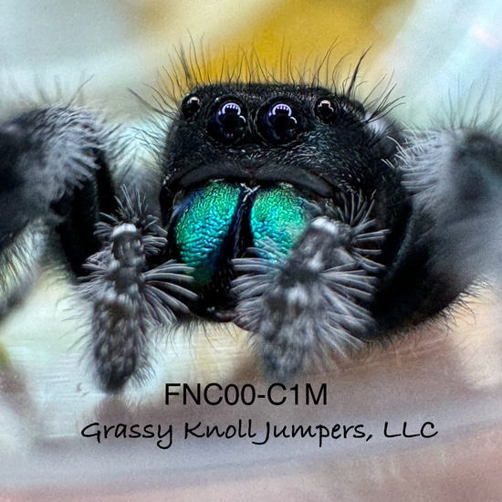 P. Regius (Regal Jumping Spider) FNC00-C1M by Grassy Knoll Jumpers