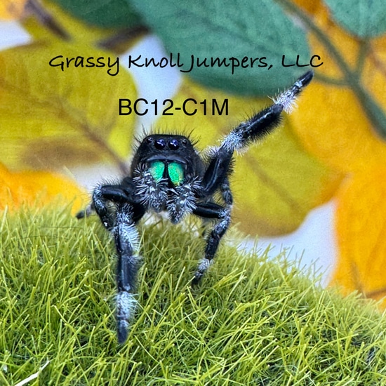 Male P. Regius (Regal Jumping Spider) BC12-C1M by Grassy Knoll Jumpers