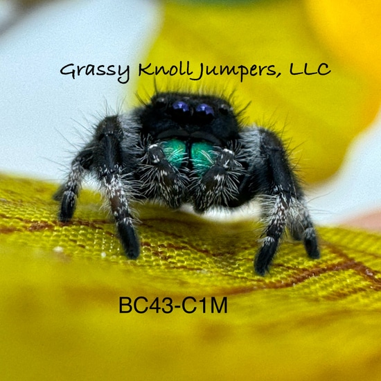 Male P. Regius (Regal Jumping Spider) BC43-C1M by Grassy Knoll Jumpers