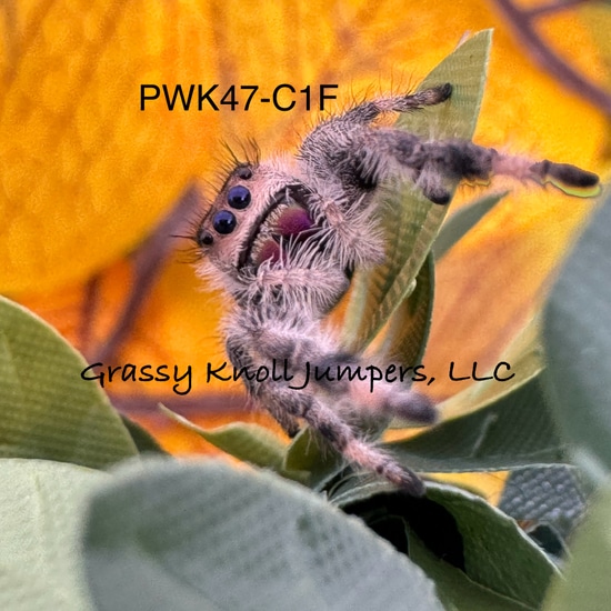 Peach Female P. Regius (Regal Jumping Spider) PWK47-C1F by Grassy Knoll ...
