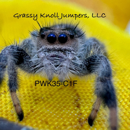 Peach Female P. Regius (Regal Jumping Spider) PWK35-C1F by Grassy Knoll ...