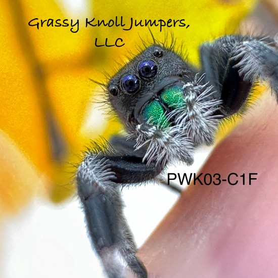 Dark P. Regius Female, (Regal Jumping Spider) PWK03-C1F by Grassy Knoll ...