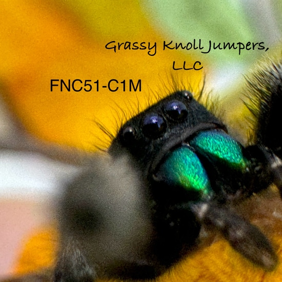 ADULT: Male P. Regius (Regal Jumping Spider) FNC51-C1M by Grassy Knoll ...