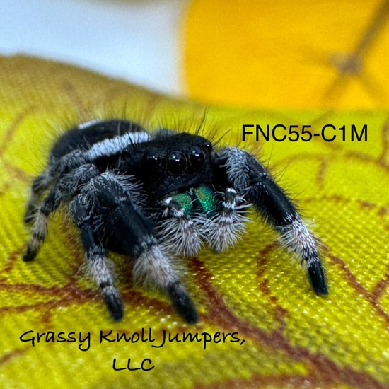 P. Regius (Regal Jumping Spider); FNC55-C1M by Grassy Knoll Jumpers