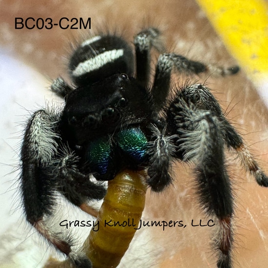 Male P. Regius (Regal Jumping Spider) BC03-C2M by Grassy Knoll Jumpers, LLC