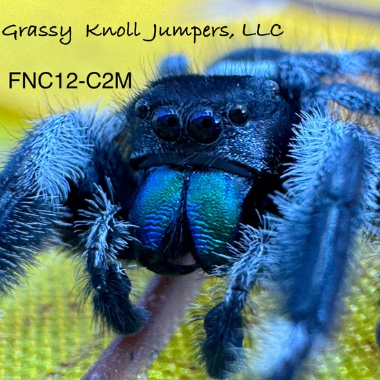ADULT Male P. Regius (Regal Jumping Spider) FNC12-C2M by Grassy Knoll ...