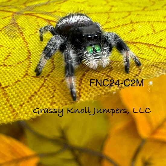Male P. Regius (Regal Jumping Spider) FNC24-C2M by Grassy Knoll Jumpers
