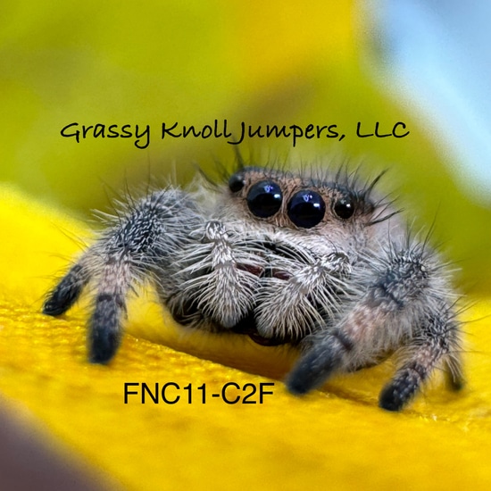 Peach Female P. Regius (Regal Jumping Spider) FNC11-C2F by Grassy Knoll ...