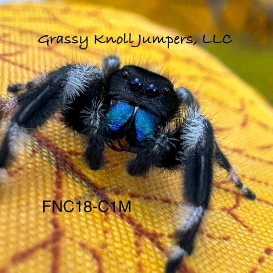 Male P. Regius (Regal Jumping Spider) FNC18-C1M by Grassy Knoll Jumpers