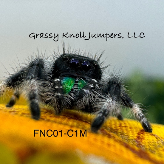 Male P. Regius (Regal Jumping Spider) FNC01-C1M by Grassy Knoll Jumpers