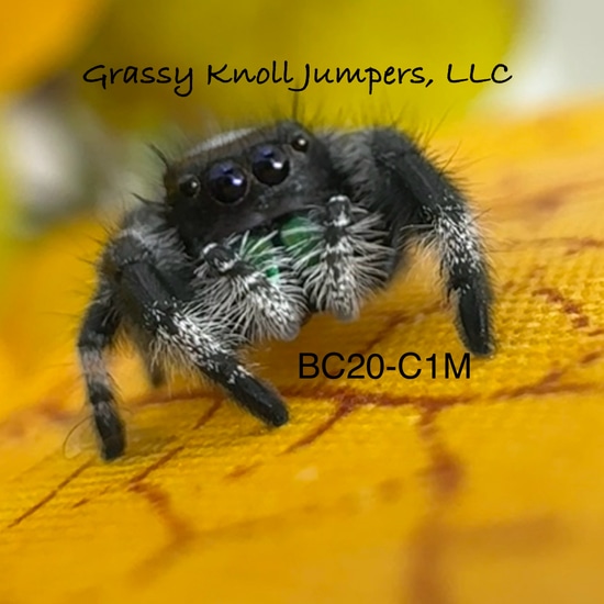 Male P. Regius (Regal Jumping Spider) BC20-C1M by Grassy Knoll Jumpers