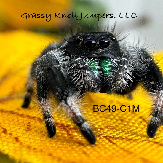 Male P. Regius (Regal Jumping Spider) BC49-C1M by Grassy Knoll Jumpers