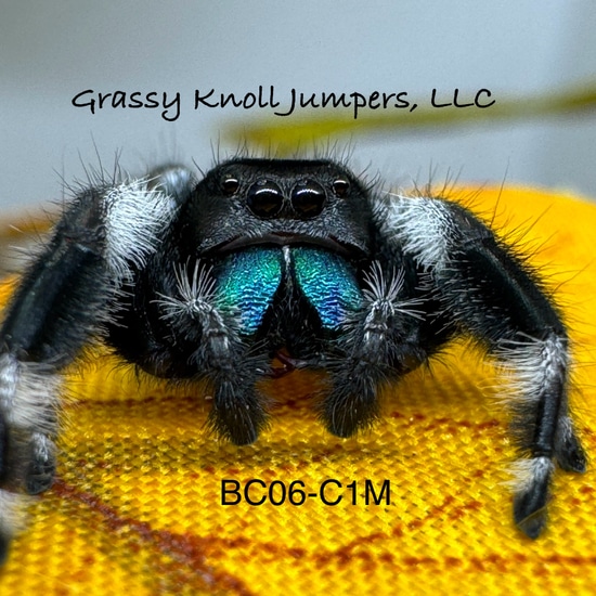 ADULT Male P. Regius (Regal Jumping Spider) BC06-C1M by Grassy Knoll ...