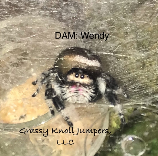 Wendy Jumping Spider by Grassy Knoll Jumpers, LLC