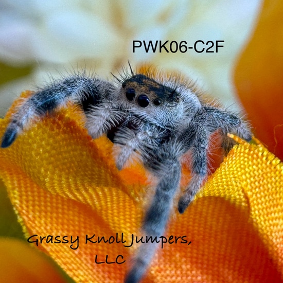 Female P. Regius (Regal Jumping Spider) PWK06-C2F by Grassy Knoll Jumpers