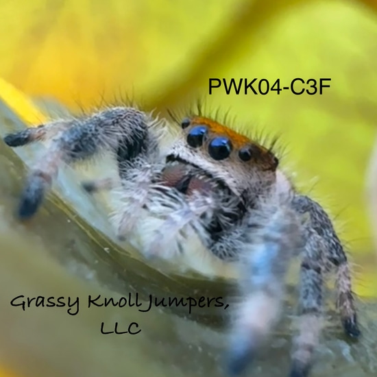 Orange Female P Regius Regal Jumping Spider Pwk04 C3f By Grassy