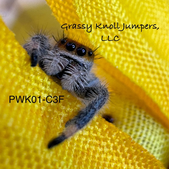 Dark Orange Female P Regius Regal Jumping Spider Pwk01 C3f By Grassy