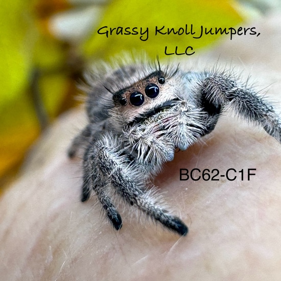Light Peach Female P. Regius (Regal Jumping Spider) BC62-C1F by Grassy ...