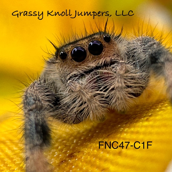 Juvenile Peach Female P. Regius (Regal Jumping Spider) FNC47-C1F by ...