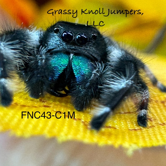 ADULT Male P. Regius (Regal Jumping Spider) FNC43-C1M by Grassy Knoll ...