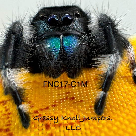 ADULT Male P. Regius (Regal Jumping Spider) FNC17-C1M by Grassy Knoll ...