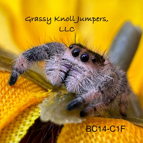 Peach Female P. Regius (Regal Jumping Spider) BC14-C1F by Grassy Knoll ...
