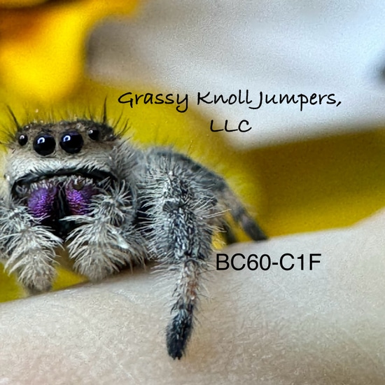 Female Juvenile P. Regius (Regal Jumping Spider) BC60-C1F by Grassy ...