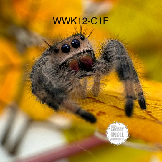 Juvenile Female P. Regius Jumping Spider WWK12-C1F by Grassy Knoll ...