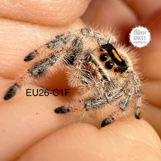 Juvenile Female P. Regius Jumping Spider EU26-C1F by Grassy Knoll Jumpers
