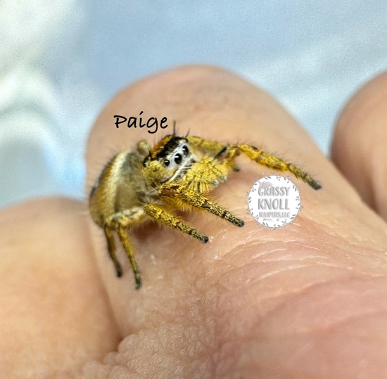 Paige, Female P. Arizonensis Jumping Spider by Grassy Knoll Jumpers
