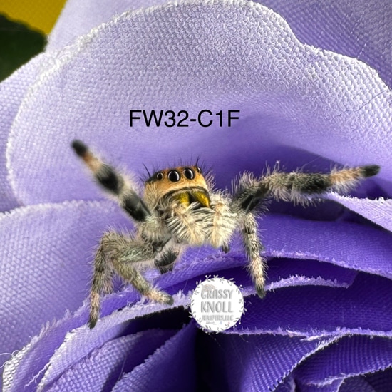 Female P. Regius FW32-C1F Jumping Spider by Grassy Knoll Jumpers, LLC