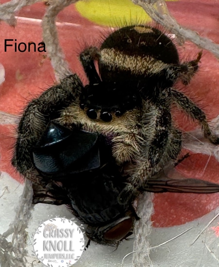 Fiona Jumping Spider by Grassy Knoll Jumpers