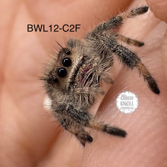 Female P. Regius BWL12-C2F Jumping Spider by Grassy Knoll Jumpers