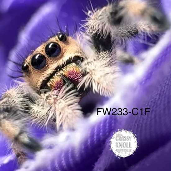 Female P. Regius FW233-C1F Jumping Spider by Grassy Knoll Jumpers