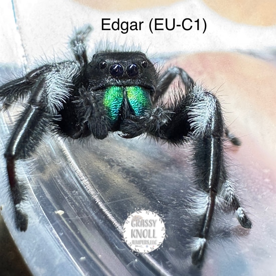 Edgar Jumping Spider by Grassy Knoll Jumpers