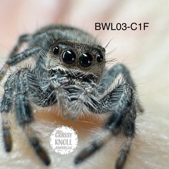 Female P. Regius BWL03-C1F Jumping Spider by Grassy Knoll Jumpers
